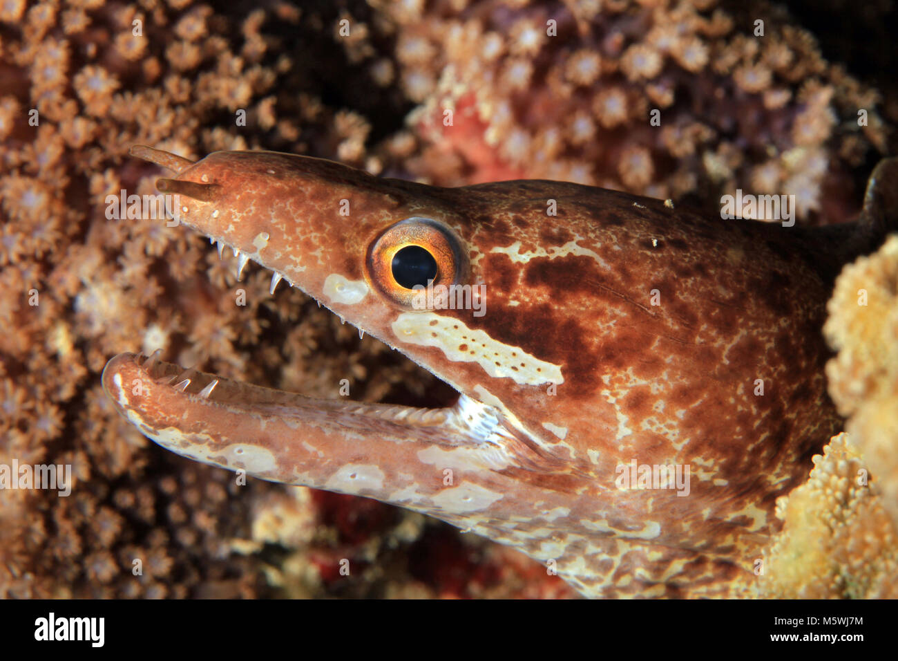 Barred fin hi-res stock photography and images - Alamy