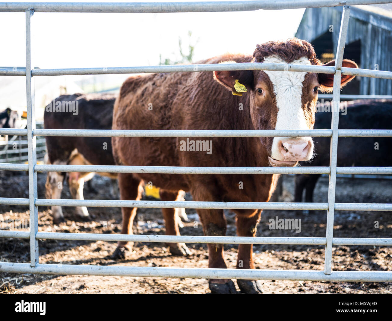 A dairy cow behind bars Stock Photo - Alamy