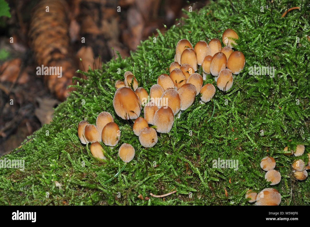 Mica caps hi-res stock photography and images - Alamy