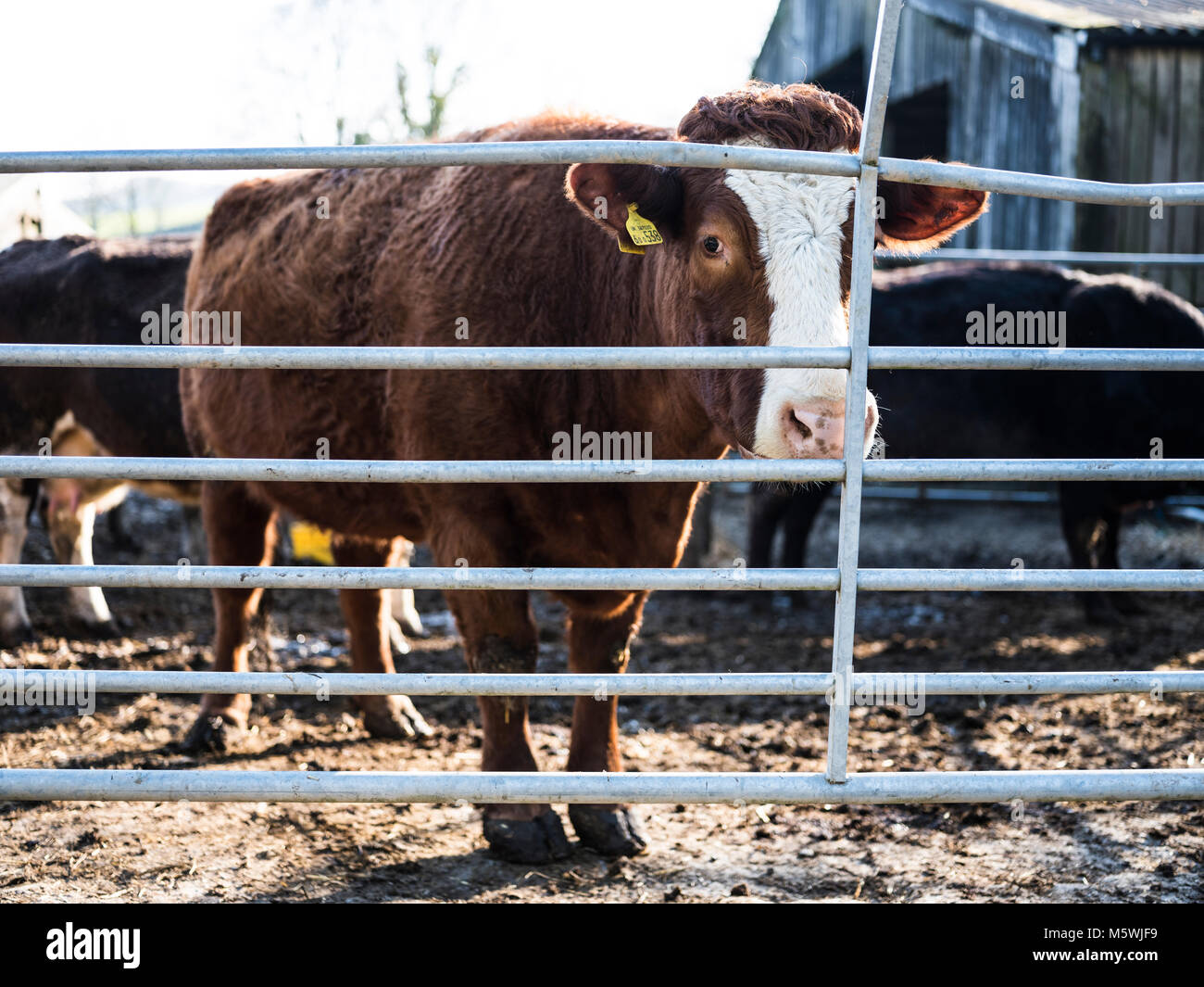 Cornish cow hi-res stock photography and images - Alamy