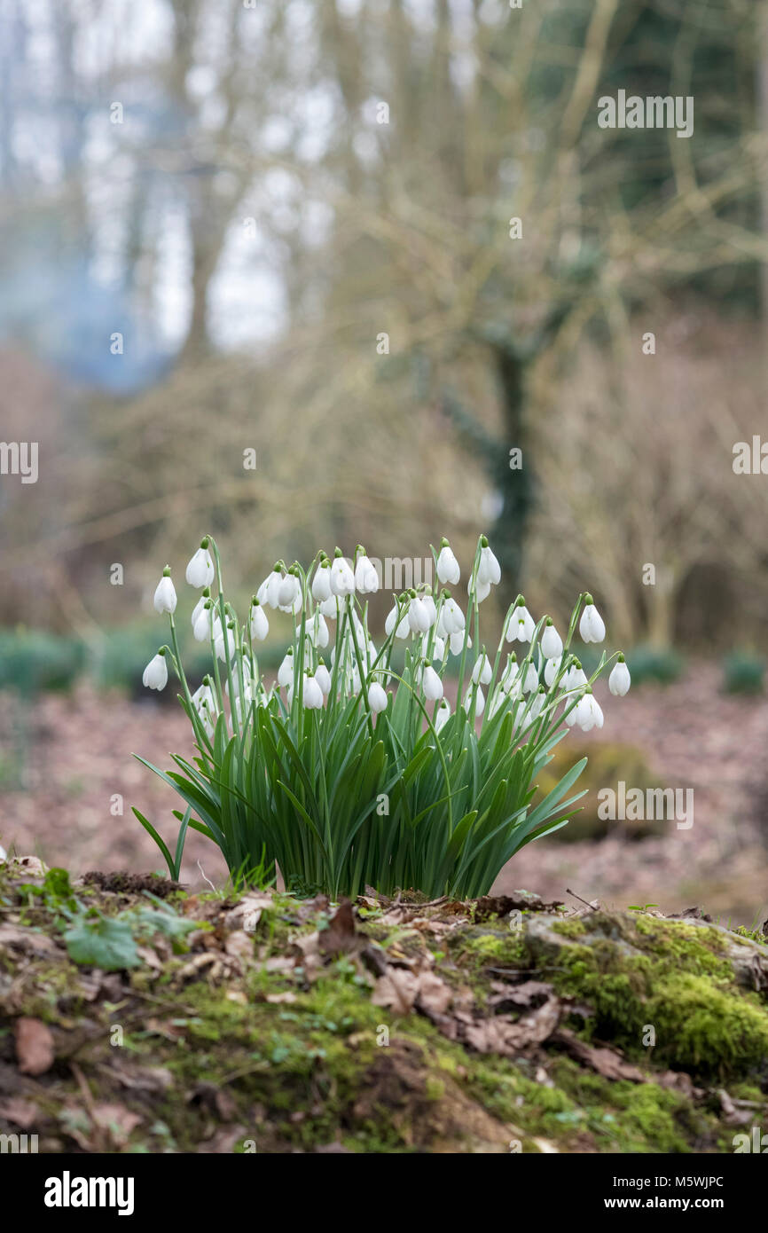 Galanthus ‘S Arnott’. Snowdrop ’S Arnott’ flowers in February. UK Stock ...