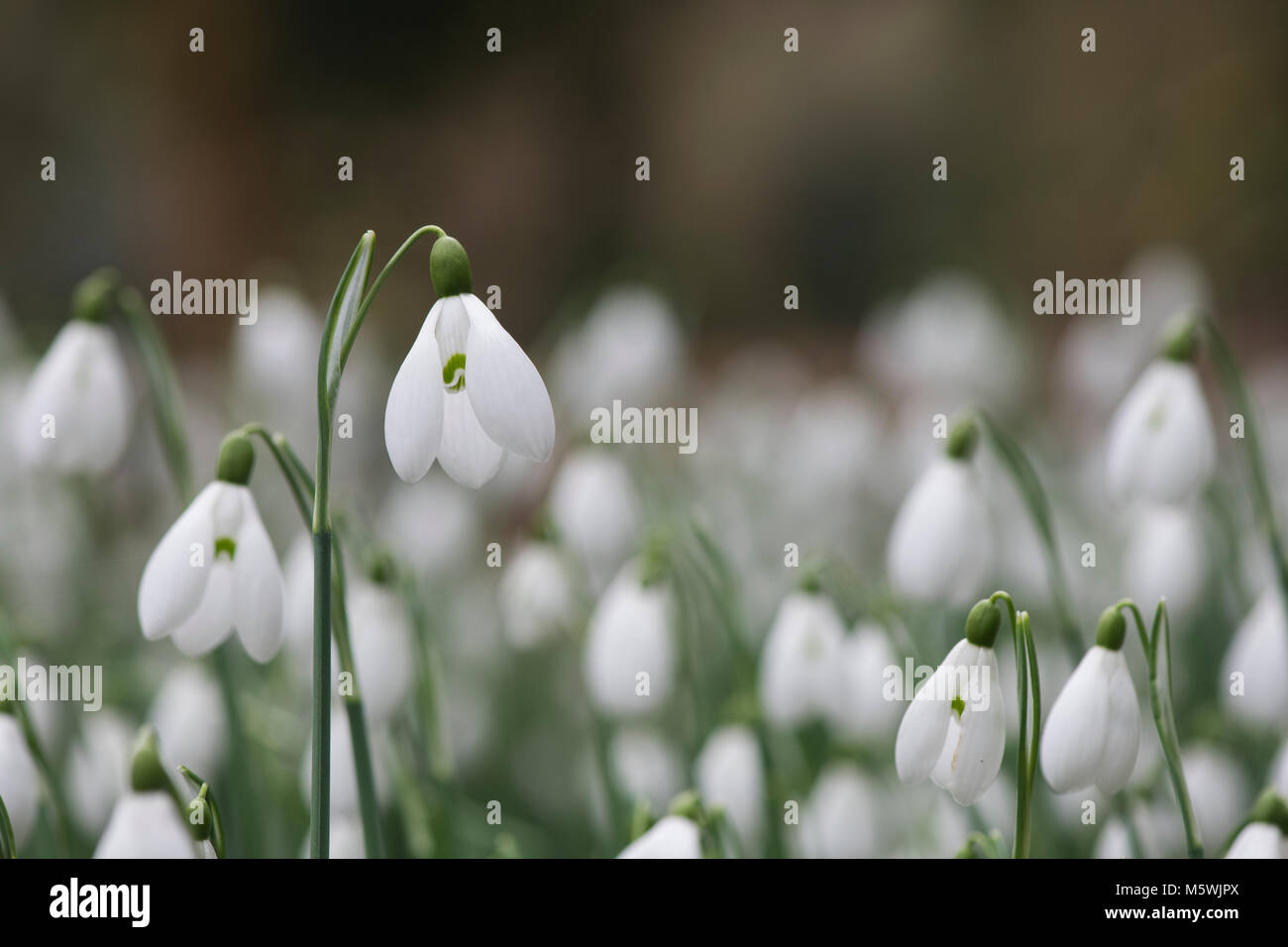 Galanthus S Arnott High Resolution Stock Photography and Images - Alamy