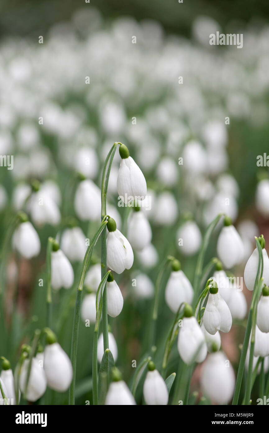 Galanthus ‘S Arnott’. Snowdrop ’S Arnott’ flowers in February. UK Stock ...