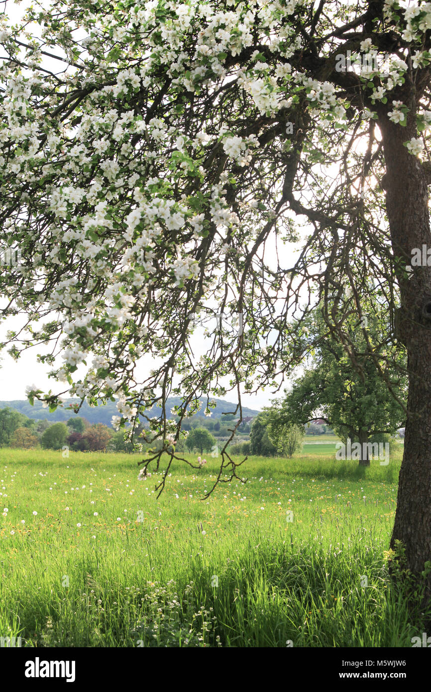Apple tree blossom in rural surrounding Stock Photo - Alamy