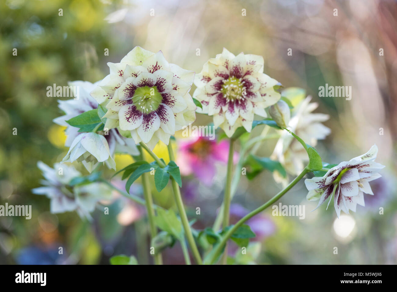 Helleborus × hybridus Harvington double cream speckled. Hellebore ...