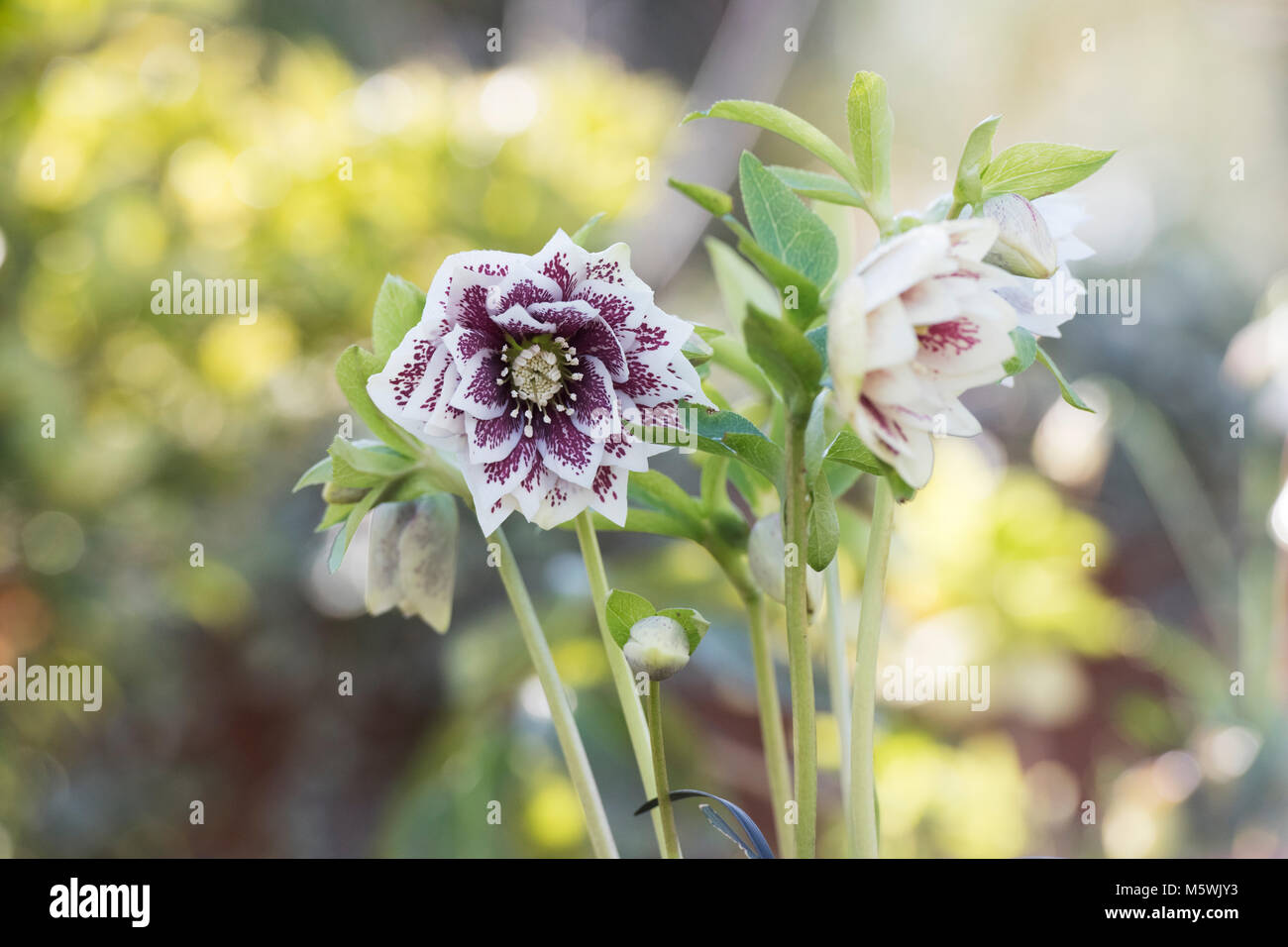 Double cream hi-res stock photography and images - Alamy