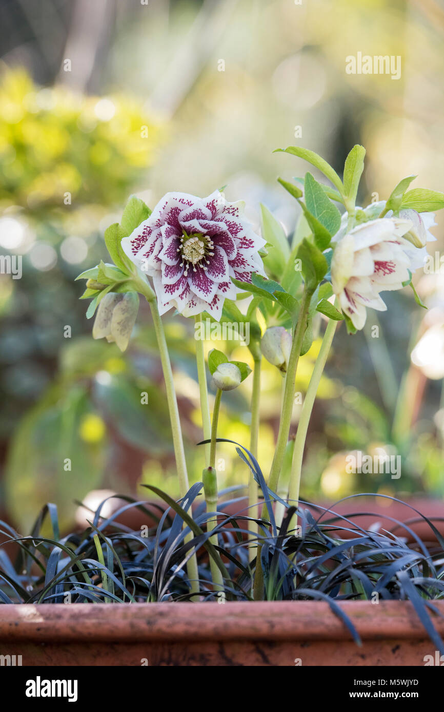 Helleborus × hybridus Harvington double cream speckled. Hellebore ...