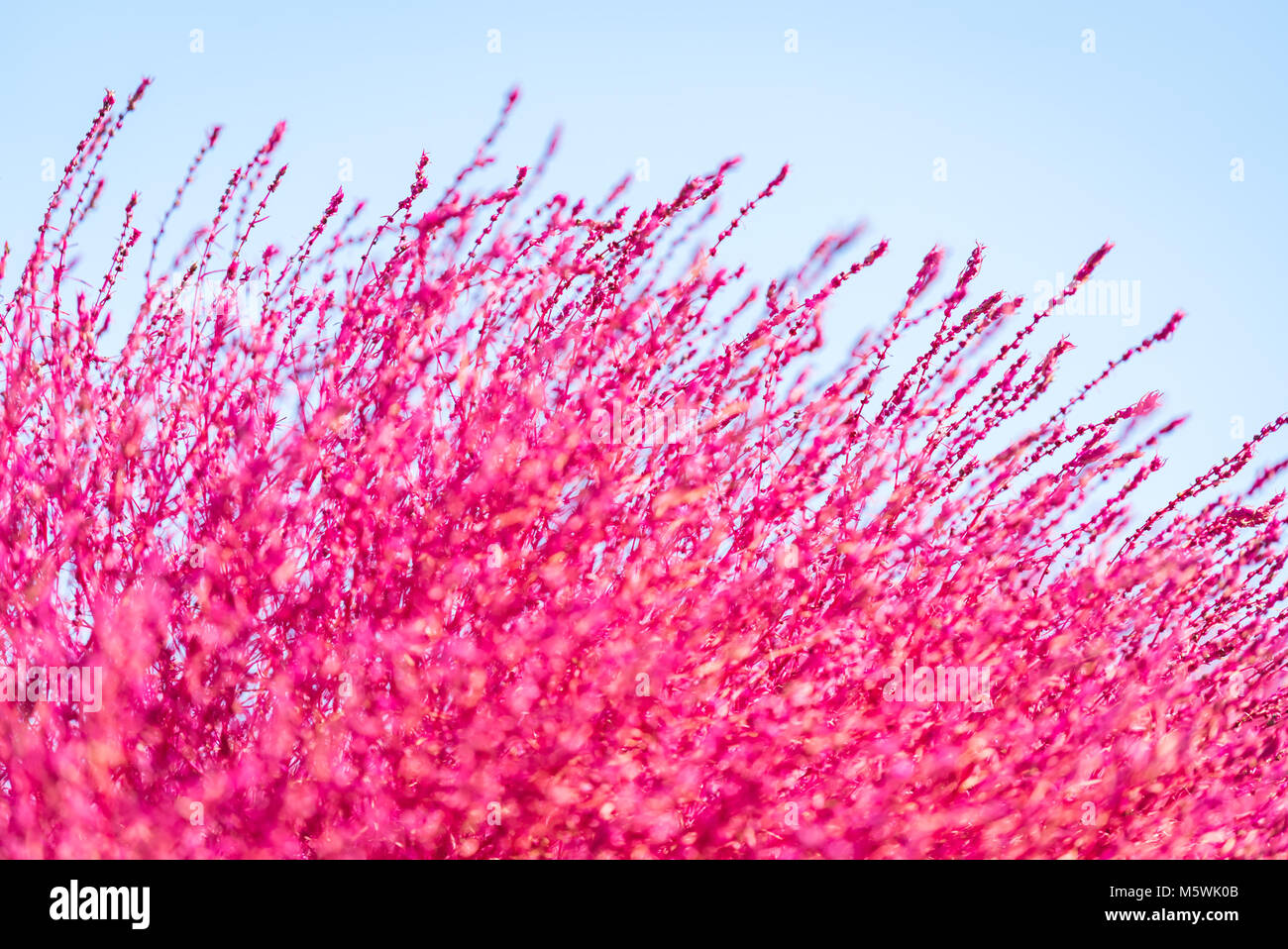 Kochia and cosmos bush with hill landscape Mountain,at Hitachi Seaside ...