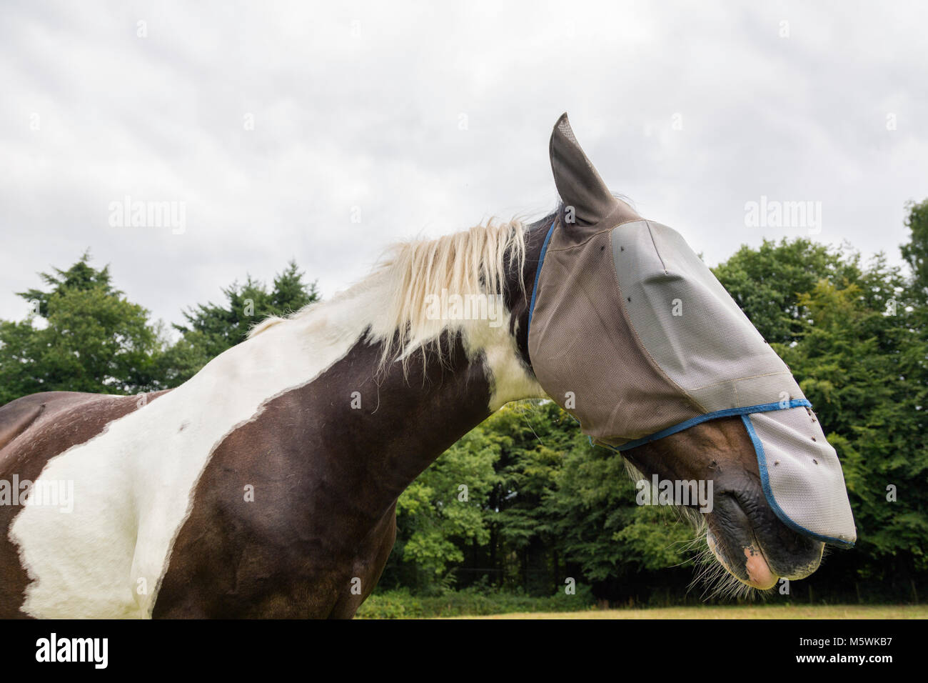 Skewbald horse hi-res stock photography and images - Alamy