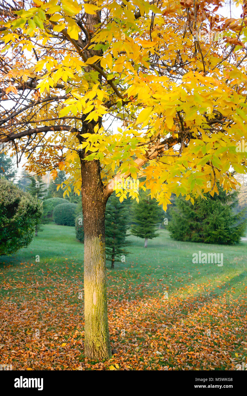 fall leaves trees Stock Photo - Alamy