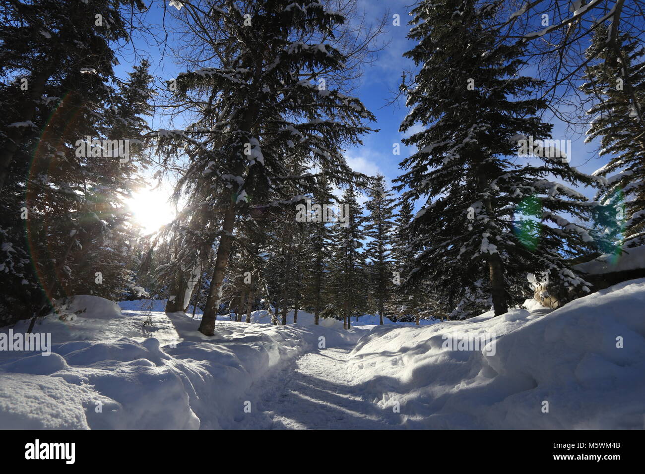 Snowy winter landscape in Banff National Park, Canada Stock Photo - Alamy