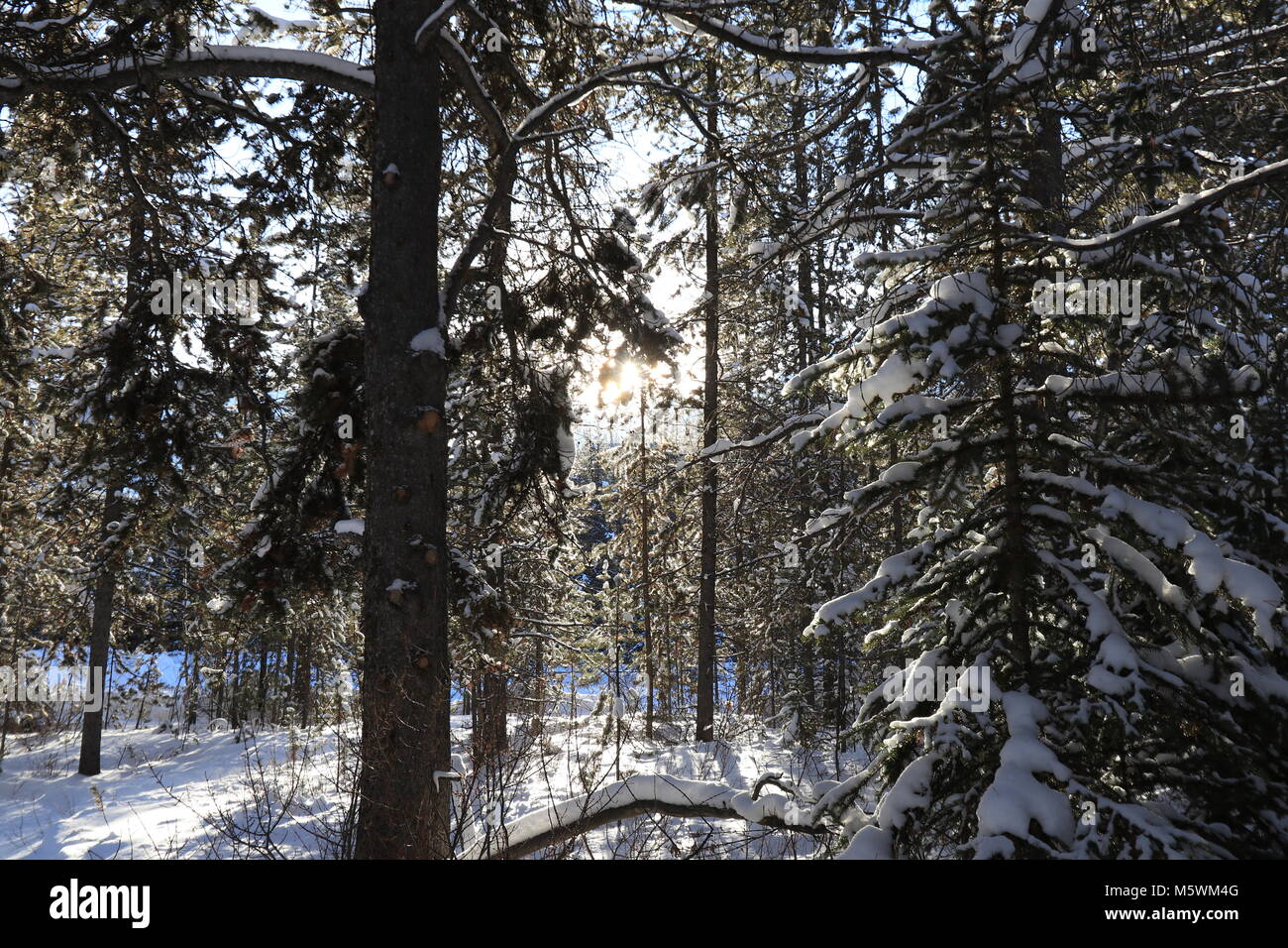 Snowy winter landscape in Banff National Park, Canada Stock Photo - Alamy