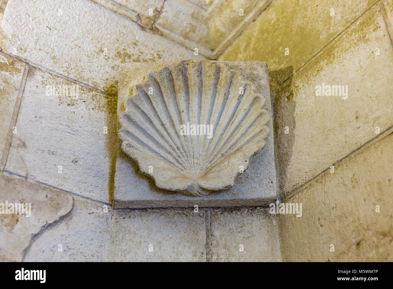 Shell carved in a wall frieze Stock Photo - Alamy