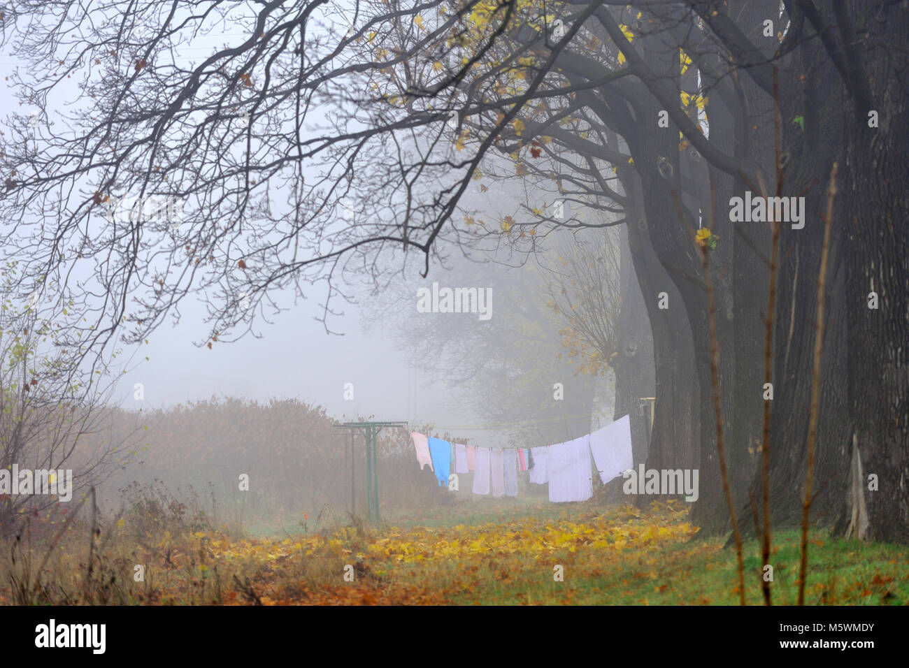 mystery, natural, nature, outdoor, root, scene, season, spooky, tree ...