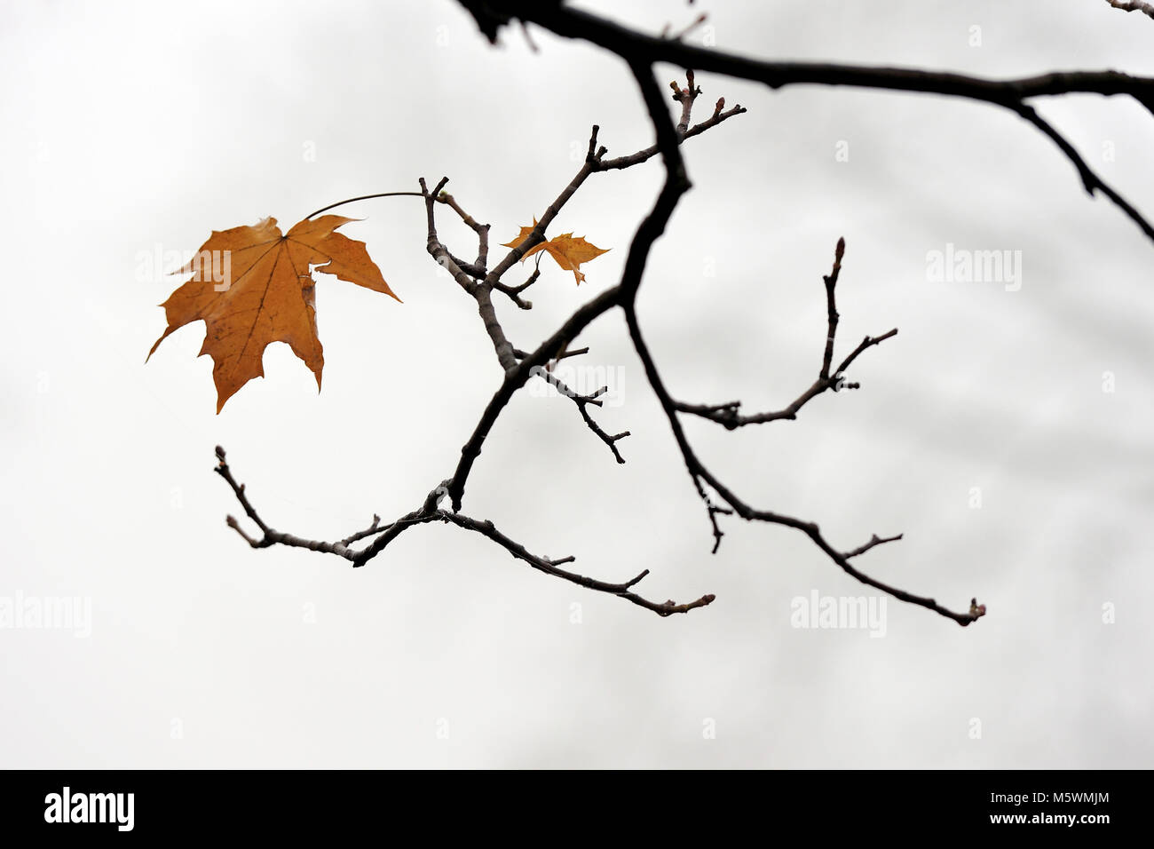 mystery, natural, nature, outdoor, root, scene, season, spooky, tree ...