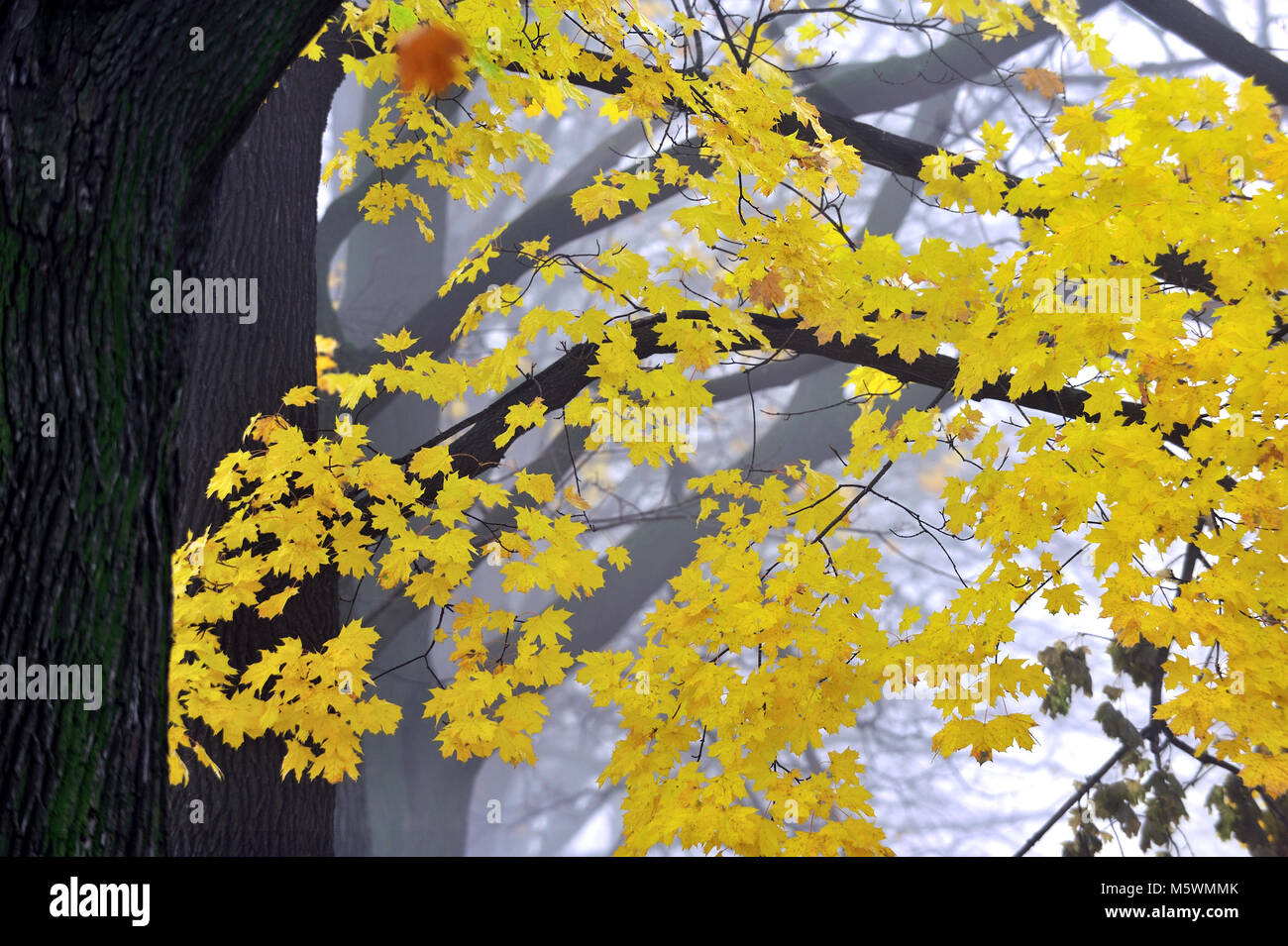 mystery, natural, nature, outdoor, root, scene, season, spooky, tree ...