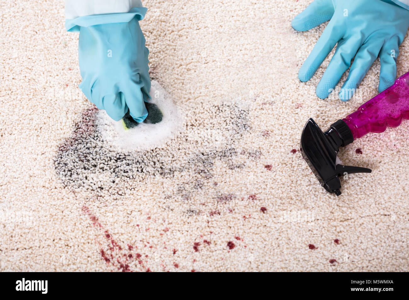 Close-up Of A Person's Hand Wearing Gloves Cleaning Stain Of Carpet ...