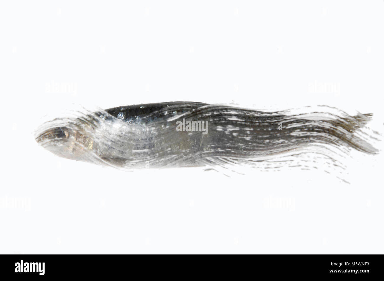 Conceptual surrealism Cut Out Stock Images & Pictures - Alamy