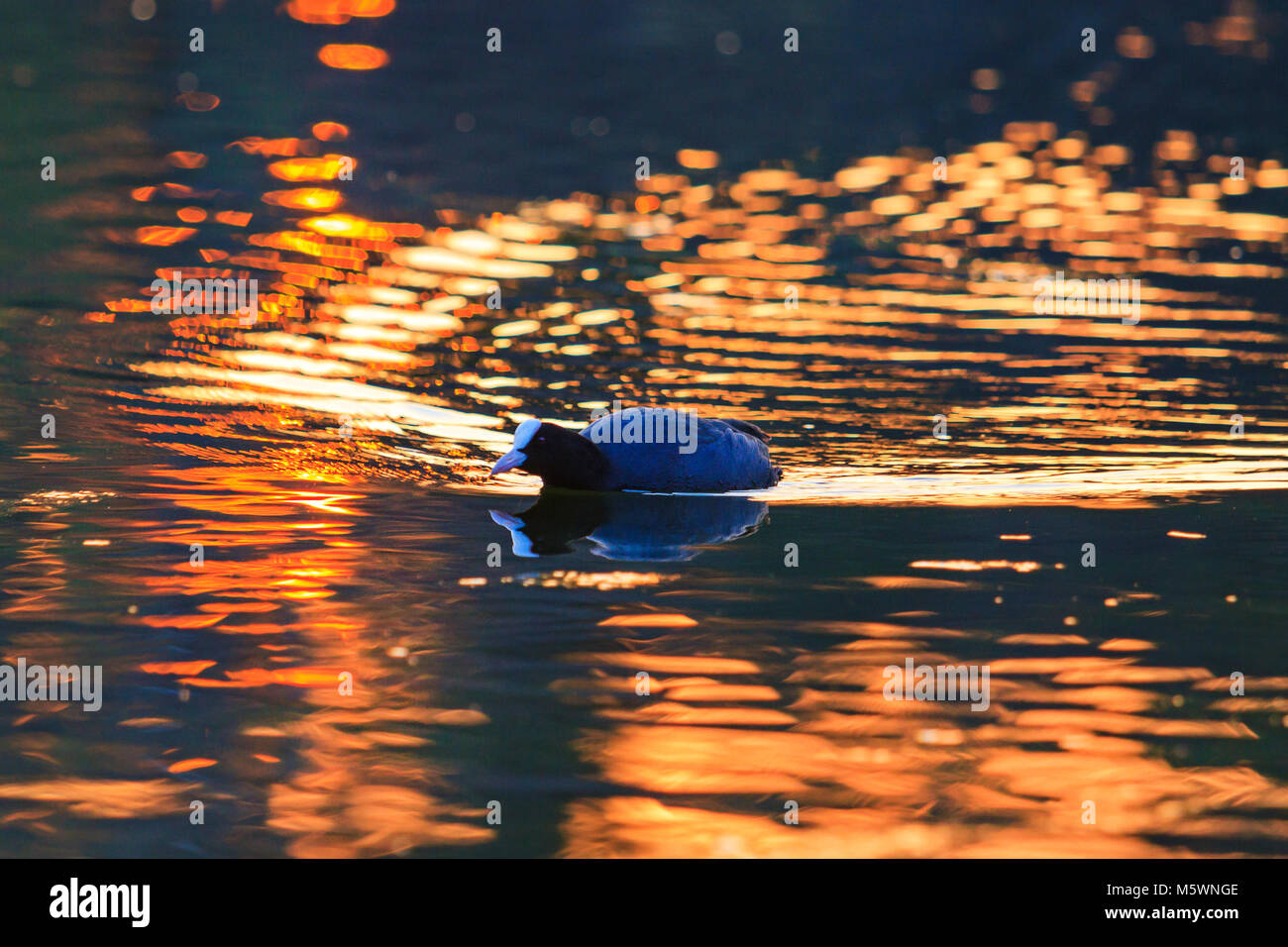 bird floats in the golden rays of the sun Stock Photo - Alamy