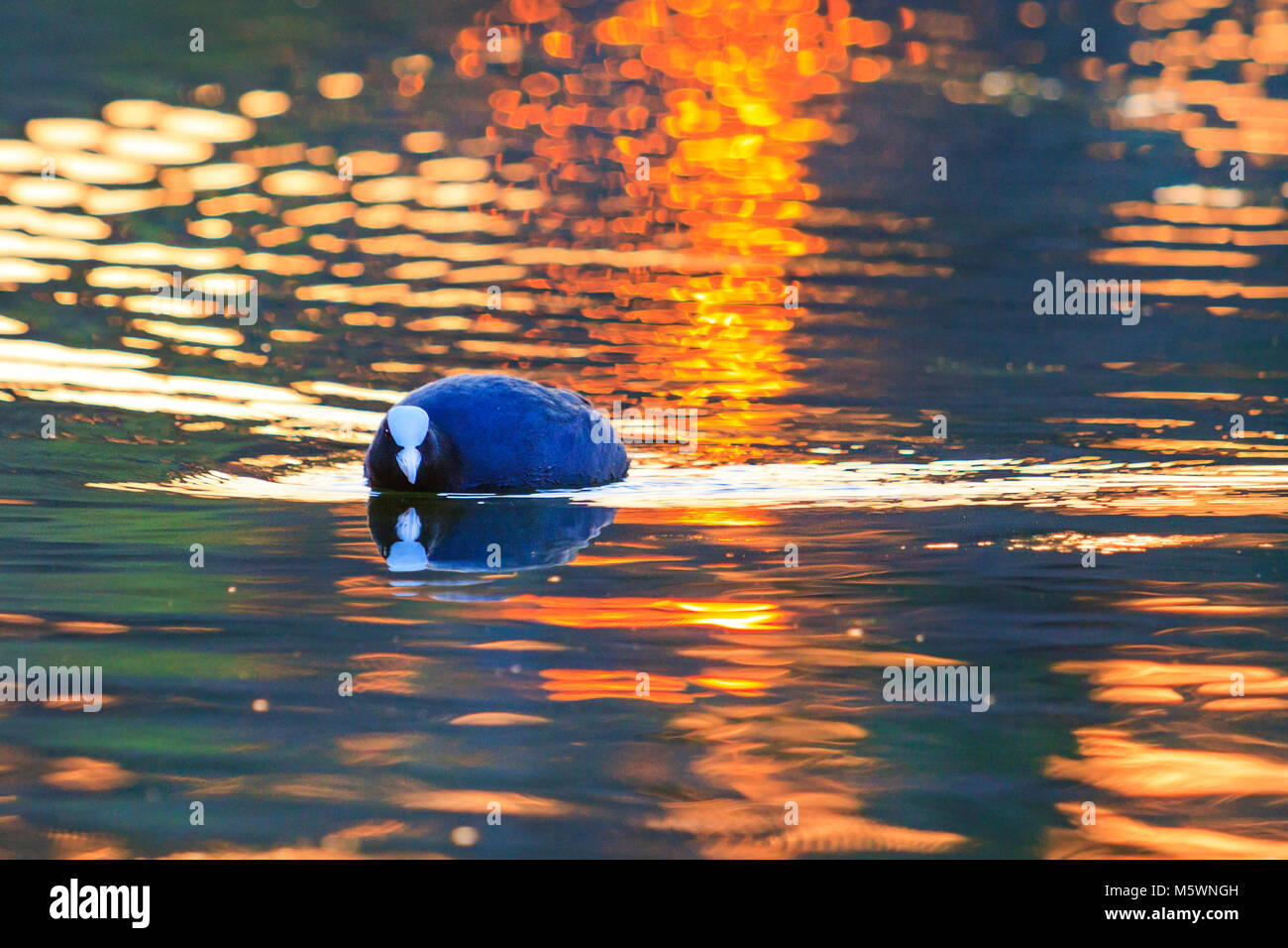 Beautiful bird on lake hi-res stock photography and images - Alamy