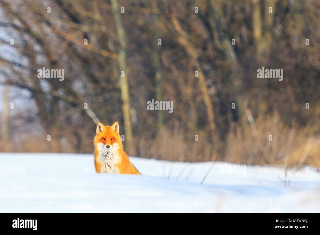 Red fox vixen kit hi-res stock photography and images - Alamy