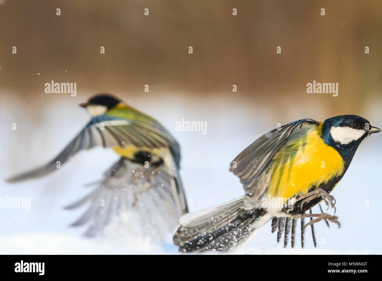 two bright birds fly from each other Stock Photo - Alamy