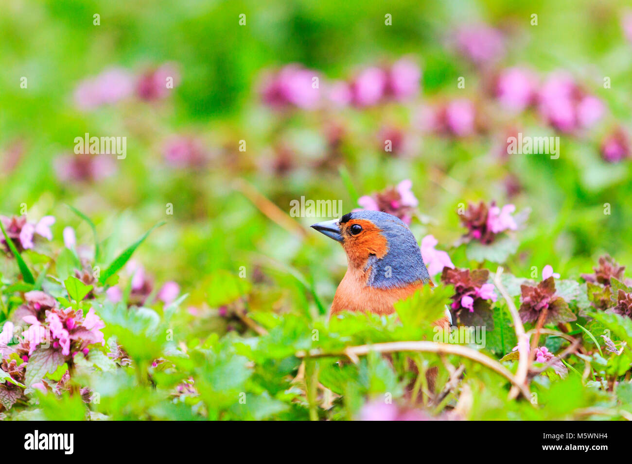 Youngappletree hi-res stock photography and images - Alamy