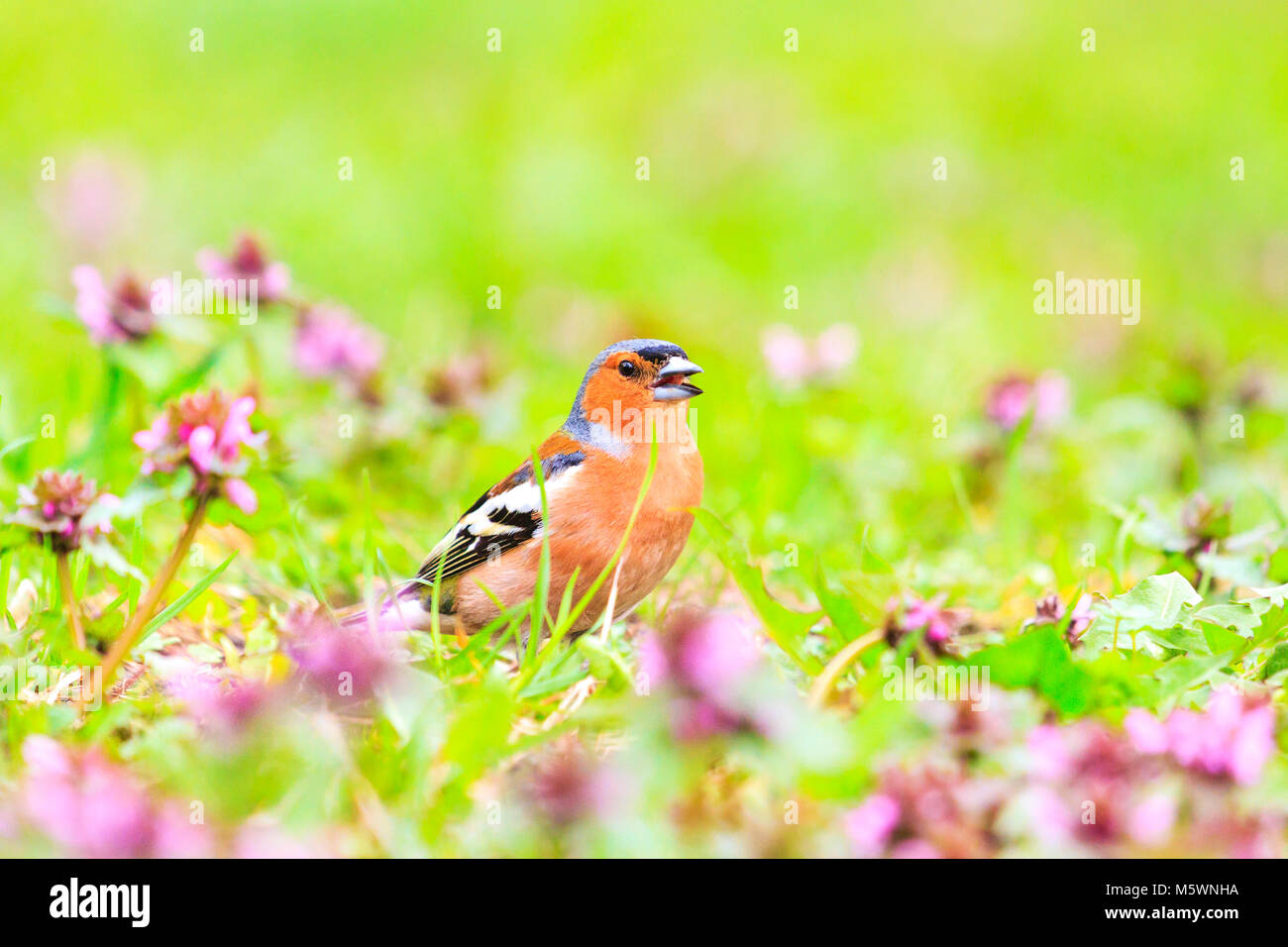 spring story bird sings in thickets of flowers Stock Photo - Alamy