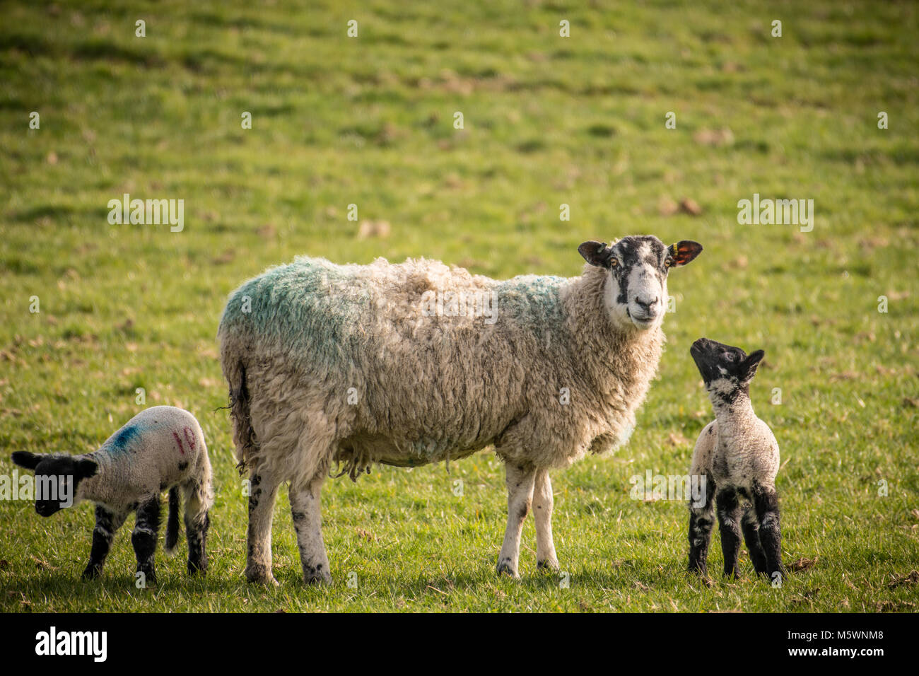 The first lambs of 2018 between Arrad Foot and Penny Bridge in Cumbria ...