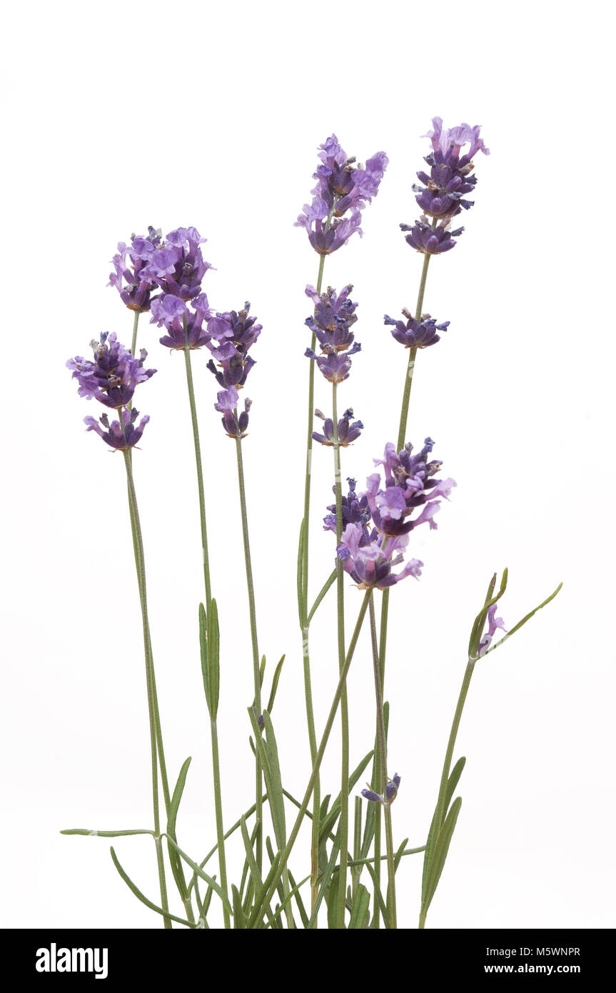 lavender isolated on white Stock Photo - Alamy