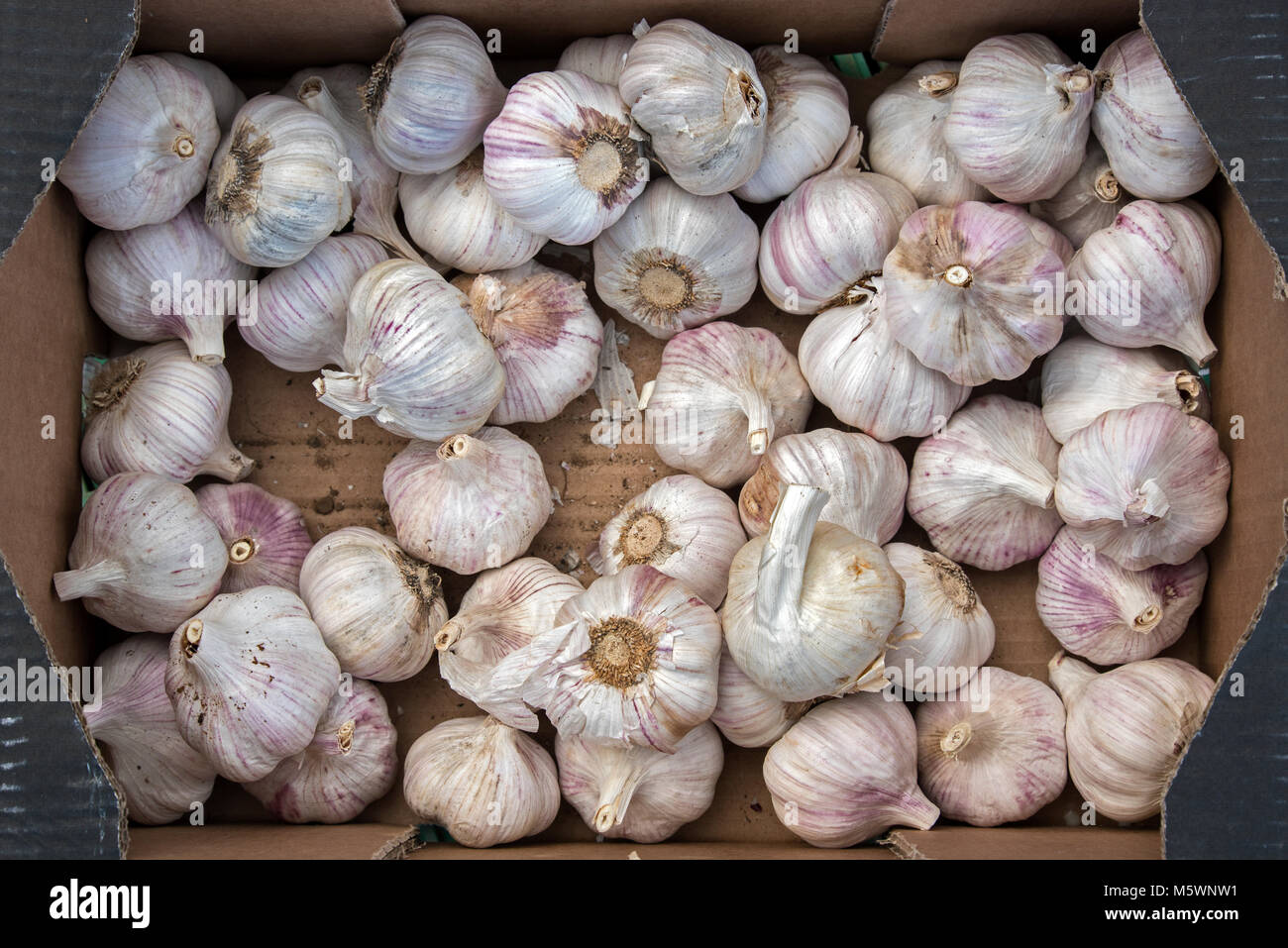 Cardboard box containg bulbs of garlic Stock Photo - Alamy