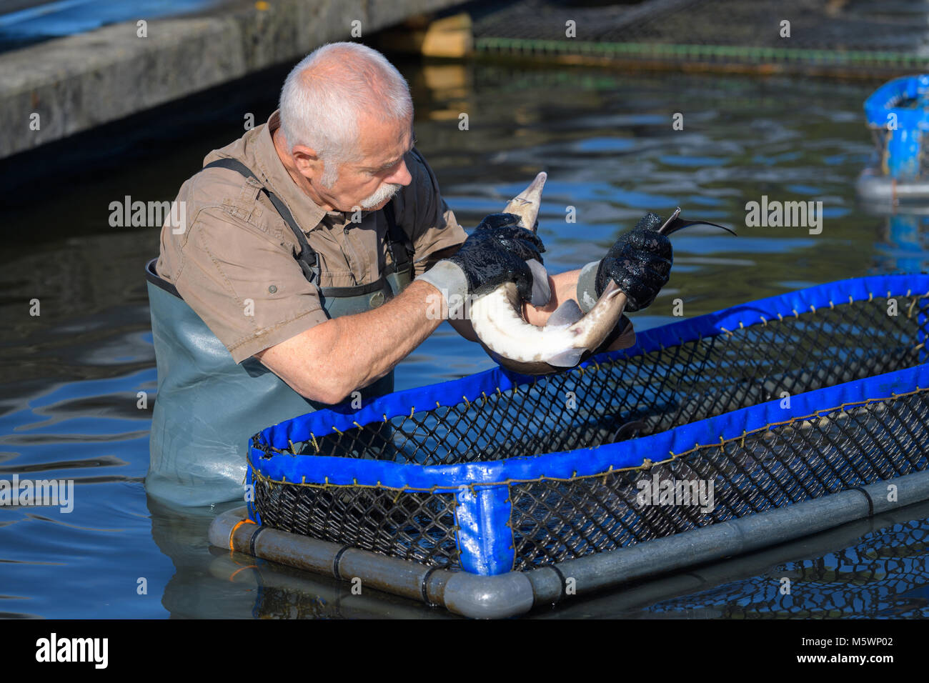 elderly fisherman holding a fish Stock Photo - Alamy