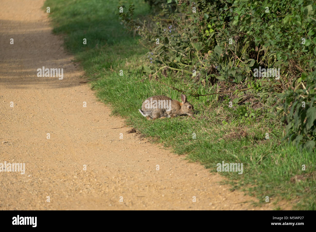 grey rabbit foraging for food wild Stock Photo - Alamy