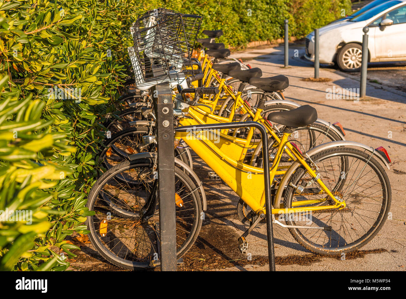 Yellow pool sharing bicycles on the bike rack Stock Photo - Alamy