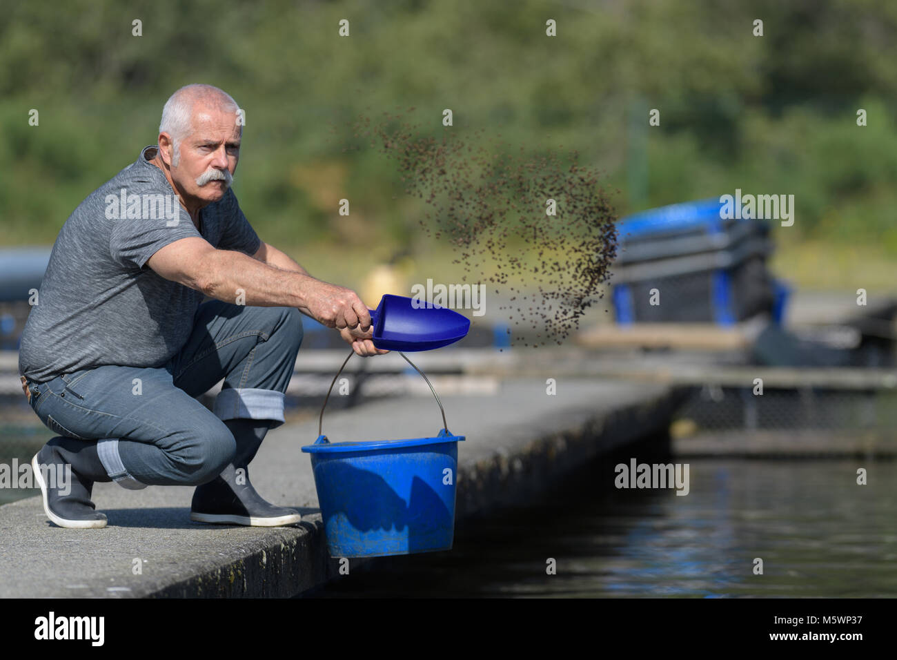feeding the fish Stock Photo - Alamy