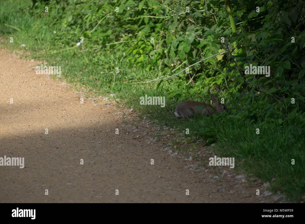 grey rabbit foraging for food wild Stock Photo - Alamy