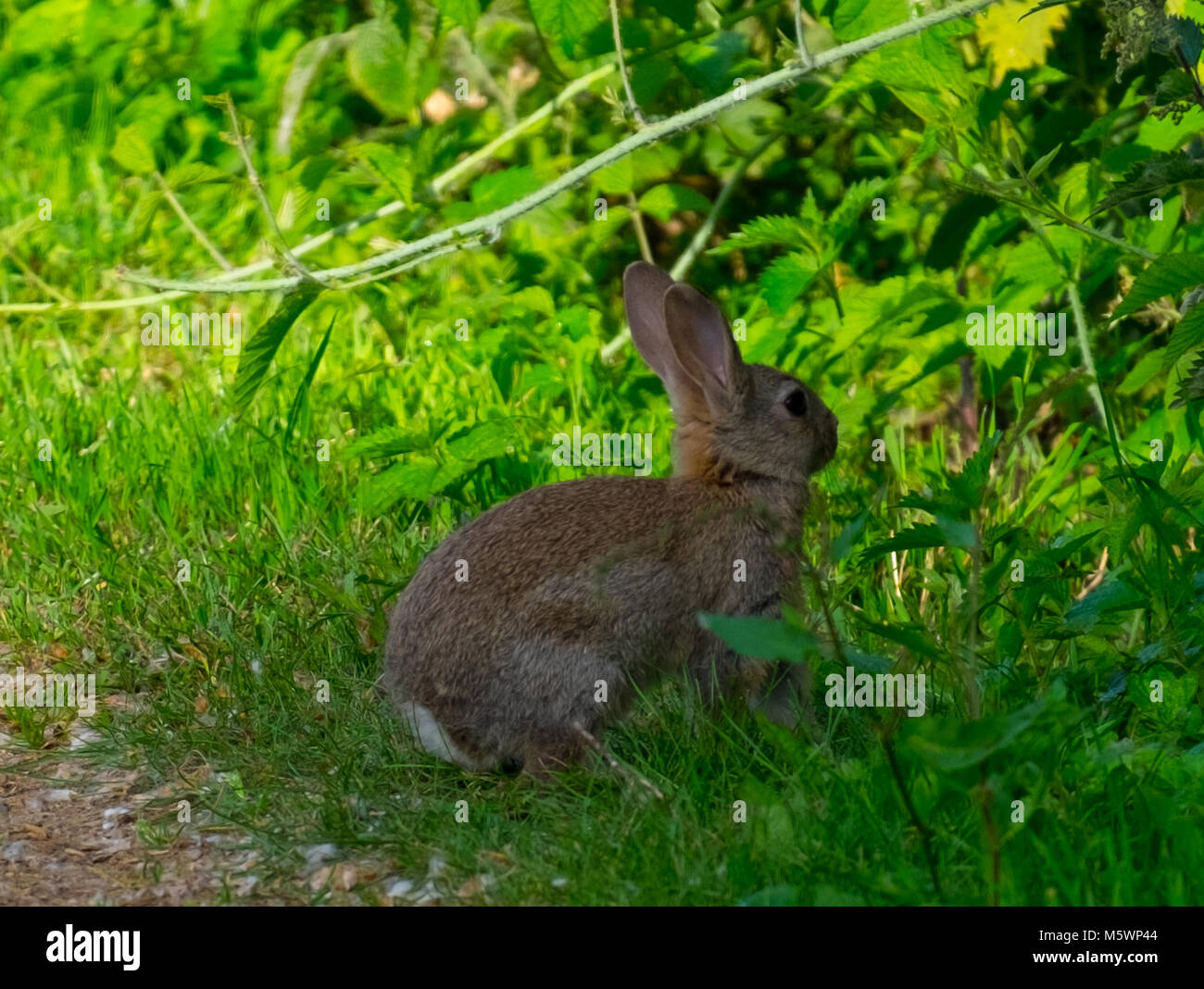 grey rabbit foraging for food wild Stock Photo - Alamy