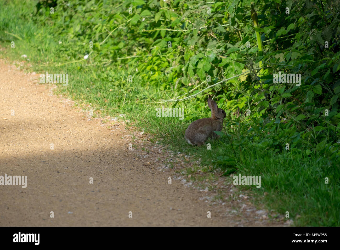 grey rabbit foraging for food wild Stock Photo - Alamy