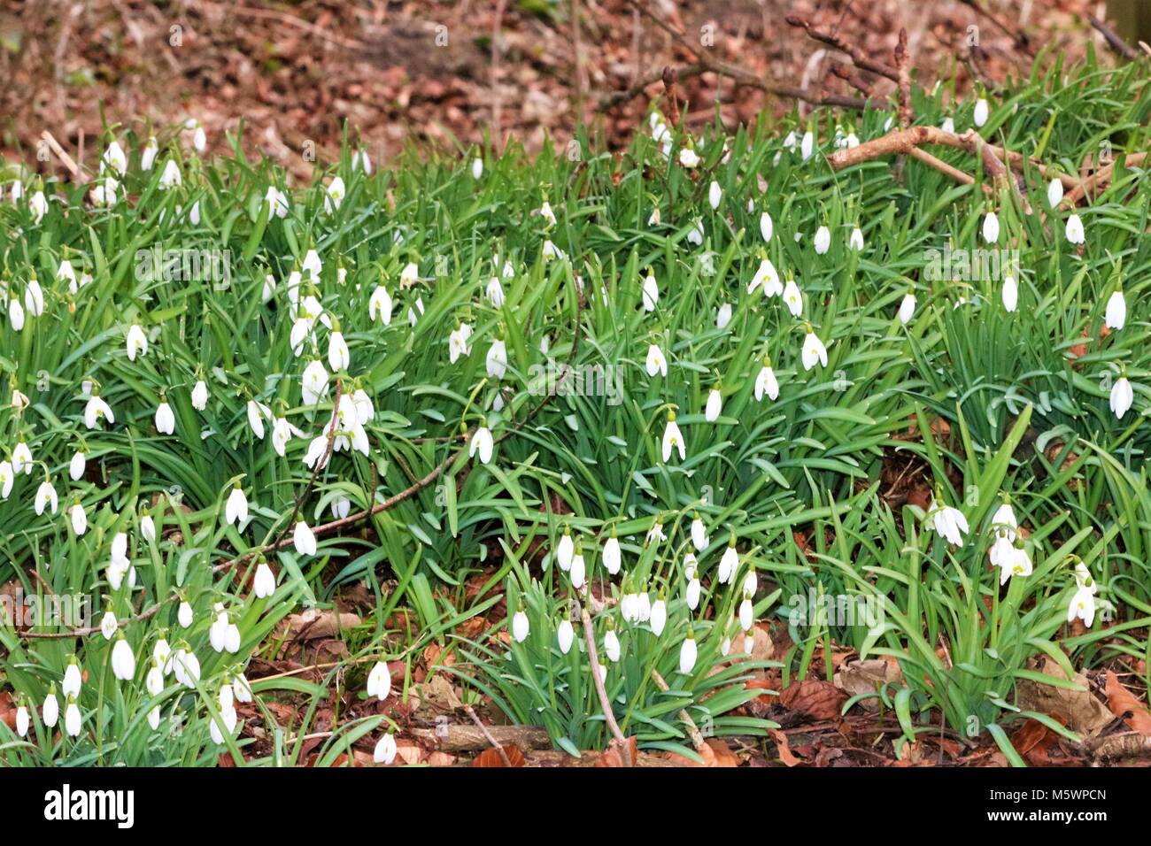 Beautiful Snowdrops in Winter in the UK Stock Photo - Alamy