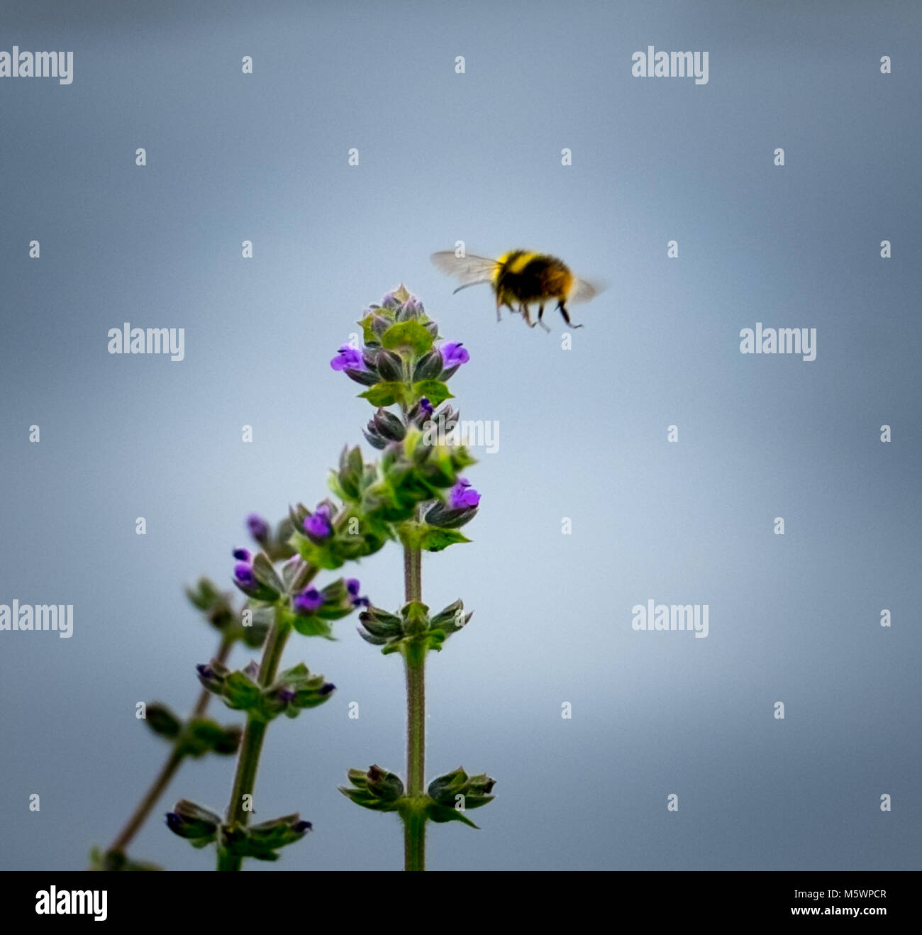 honey bee in summer Stock Photo - Alamy
