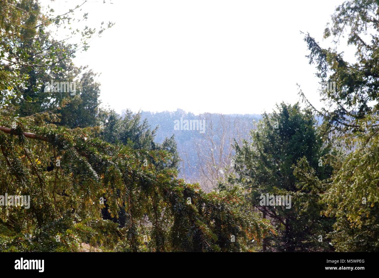 Canopy trees in forest day hi-res stock photography and images - Alamy