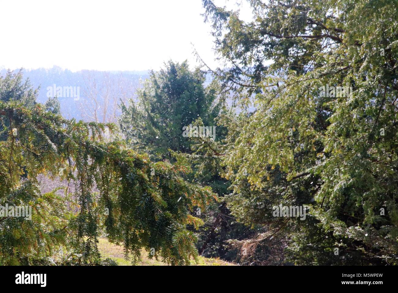 Hilltop forest hi-res stock photography and images - Alamy