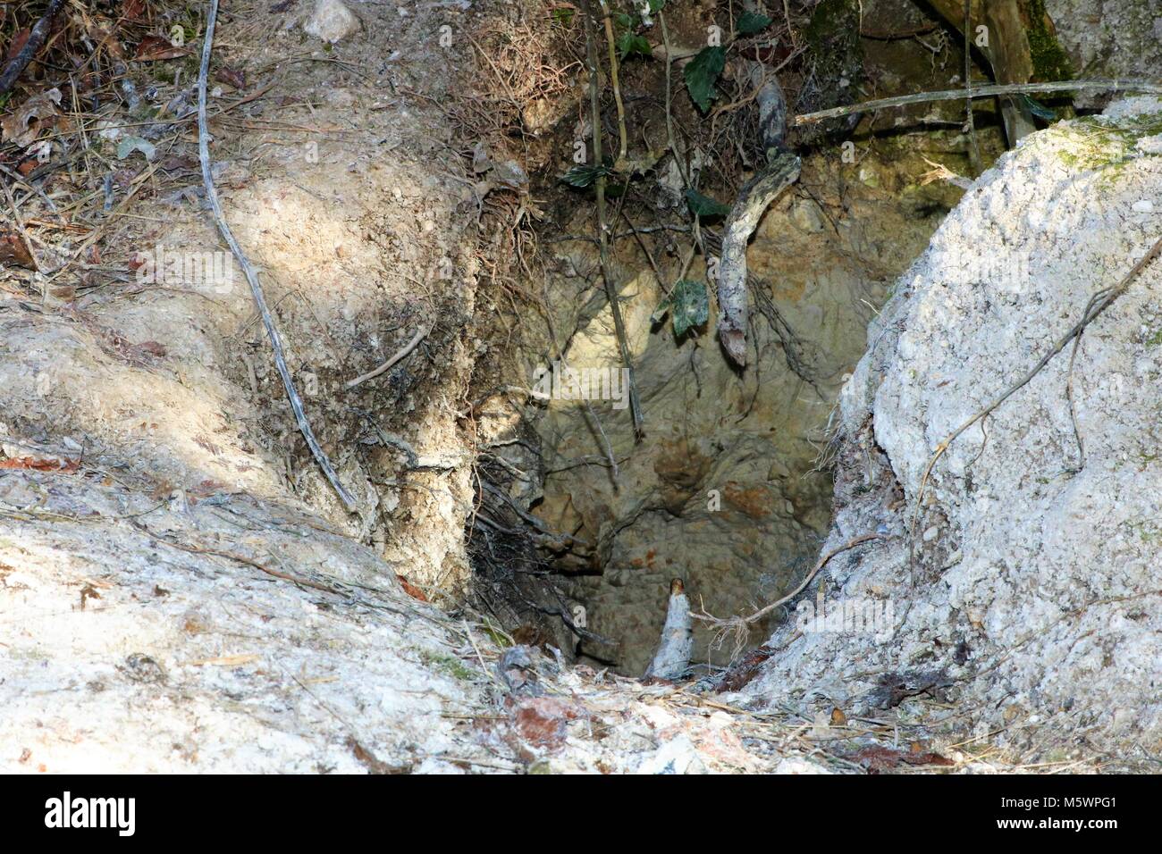 Hole in chalk of forest floor - Animal Habitat UK Stock Photo - Alamy