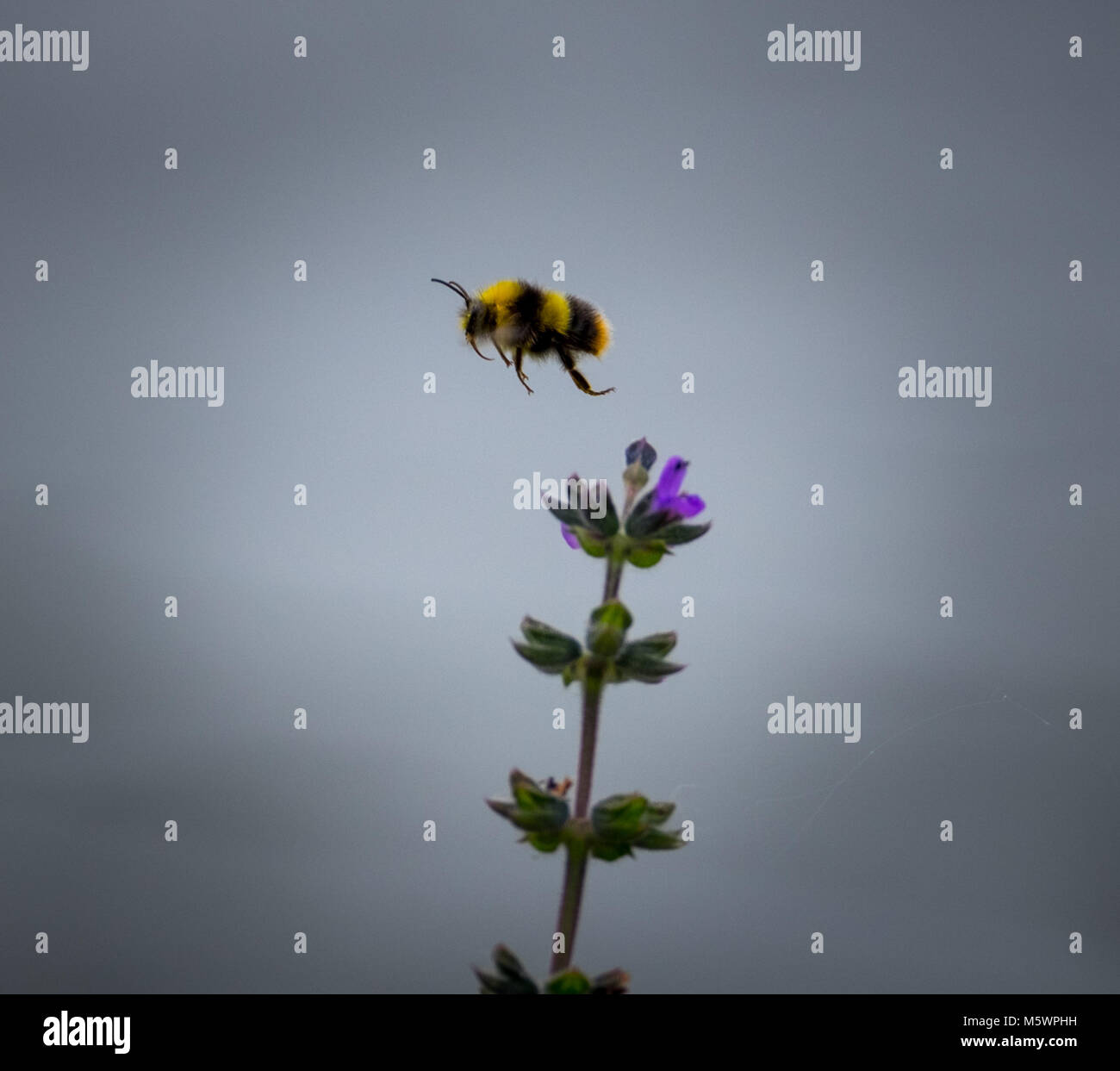 honey bee in summer Stock Photo - Alamy