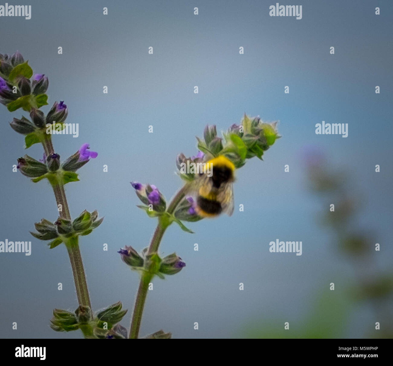 honey bee in summer Stock Photo - Alamy
