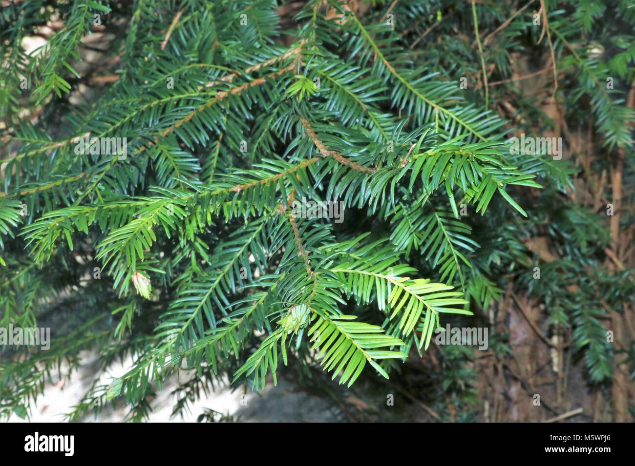 One pinus tree hi-res stock photography and images - Alamy
