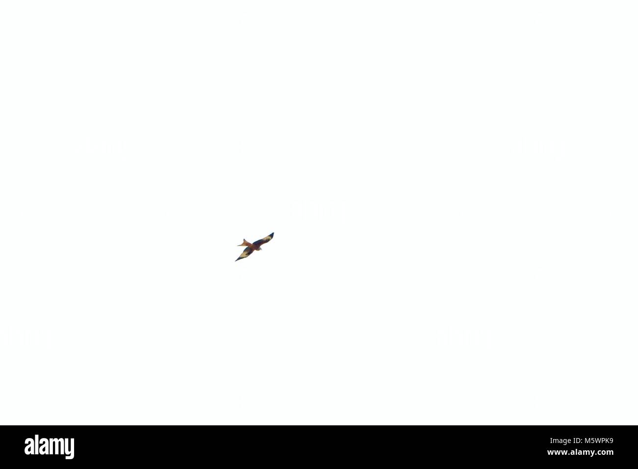 High flying kite Cut Out Stock Images & Pictures - Alamy