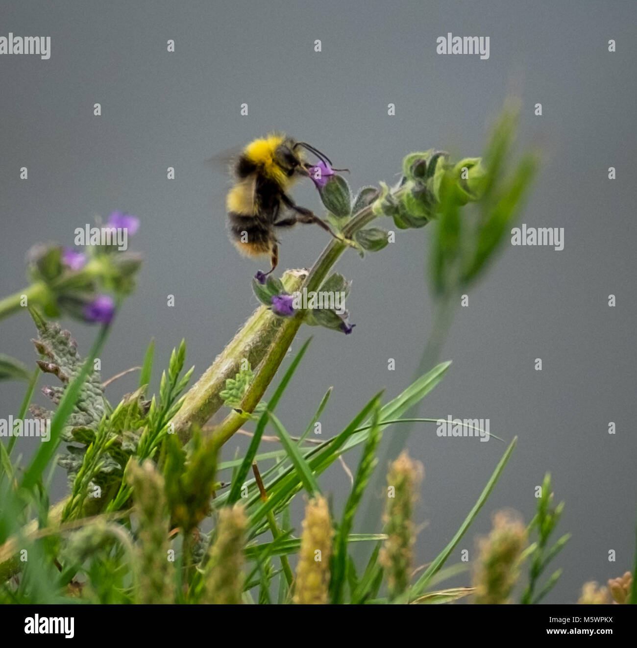 honey bee in summer Stock Photo - Alamy