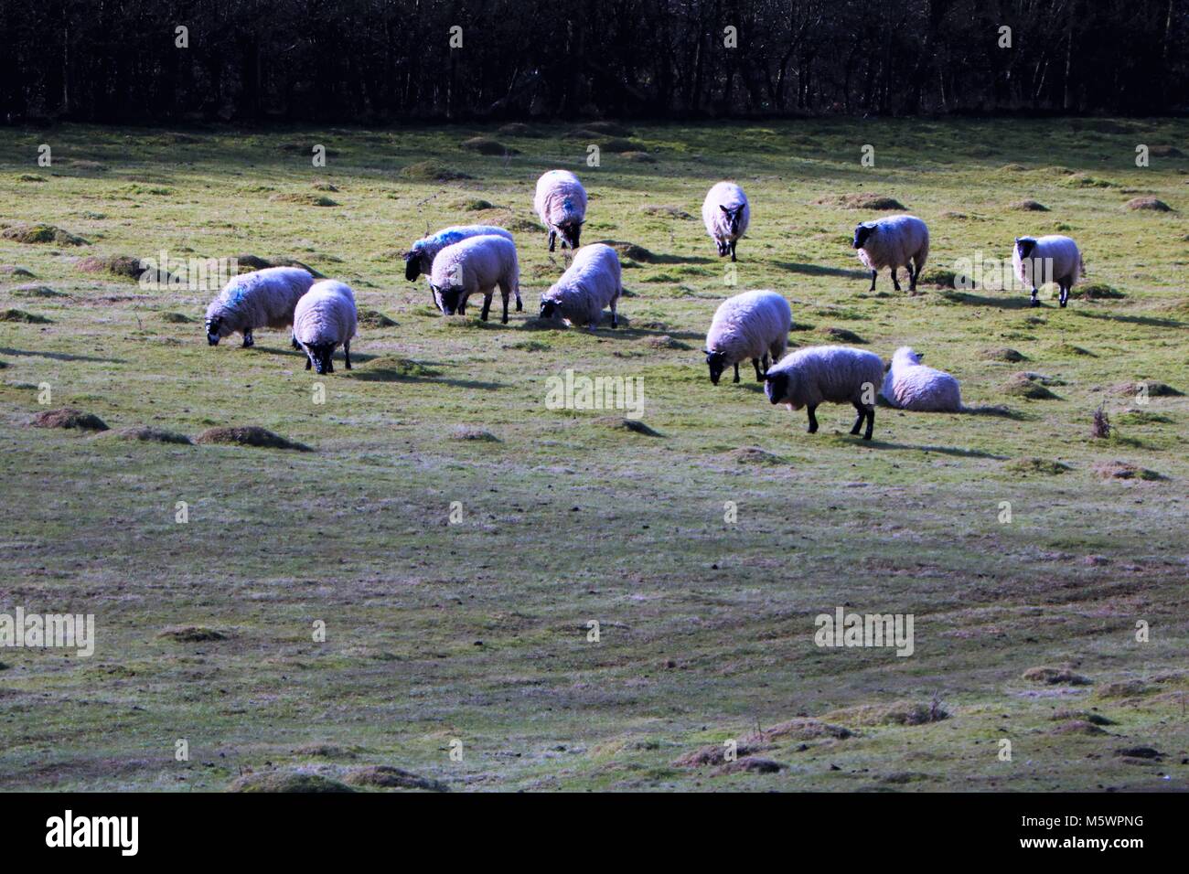 Even toed ungulates hi-res stock photography and images - Alamy