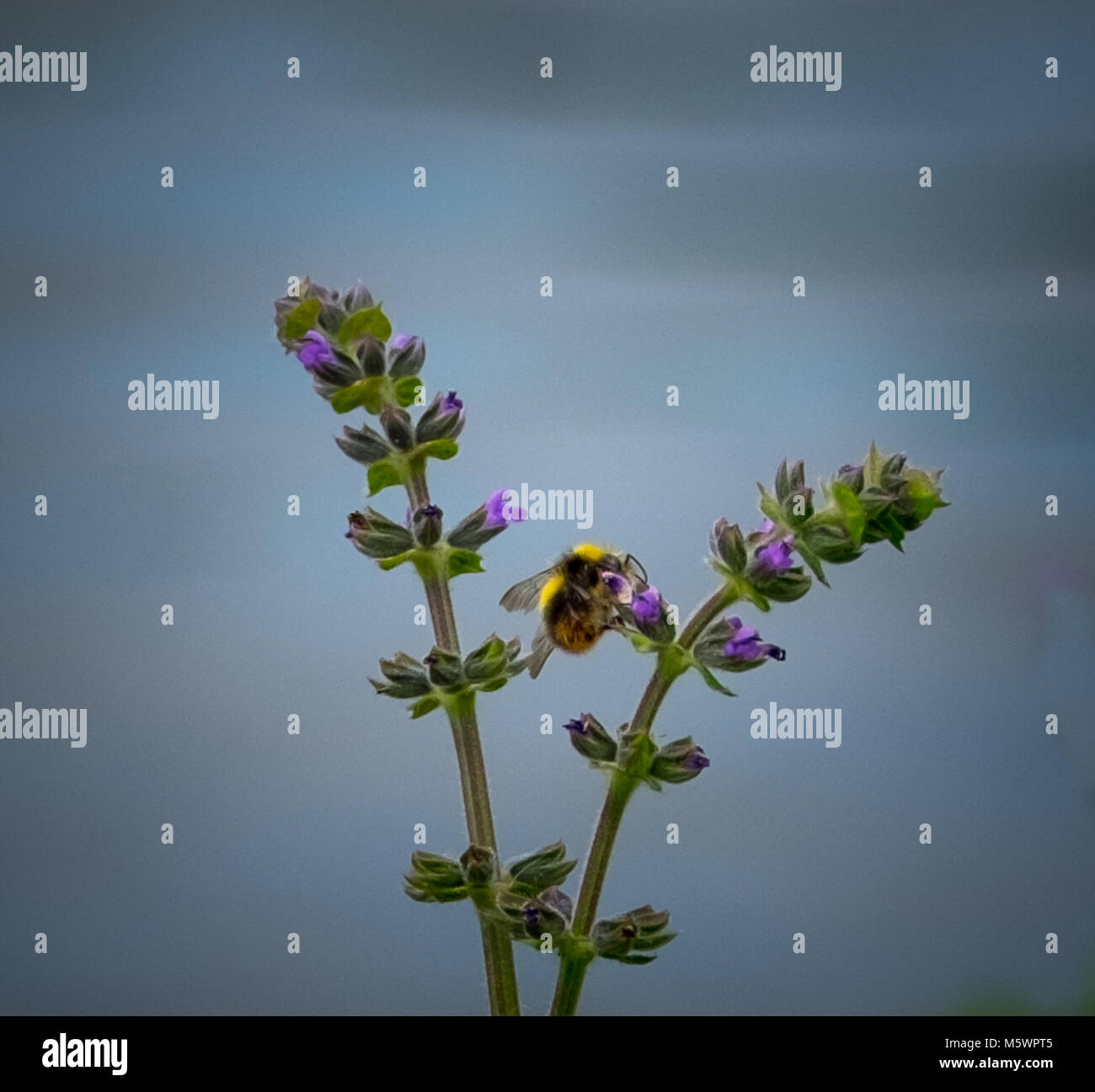 honey bee in summer Stock Photo - Alamy